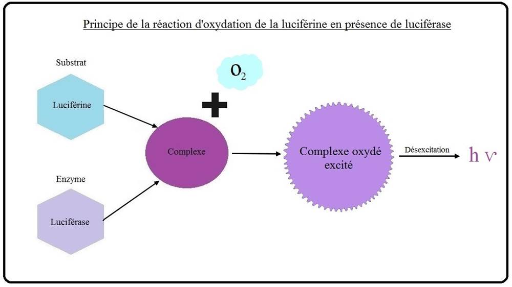 Le phénomène de la bioluminescence